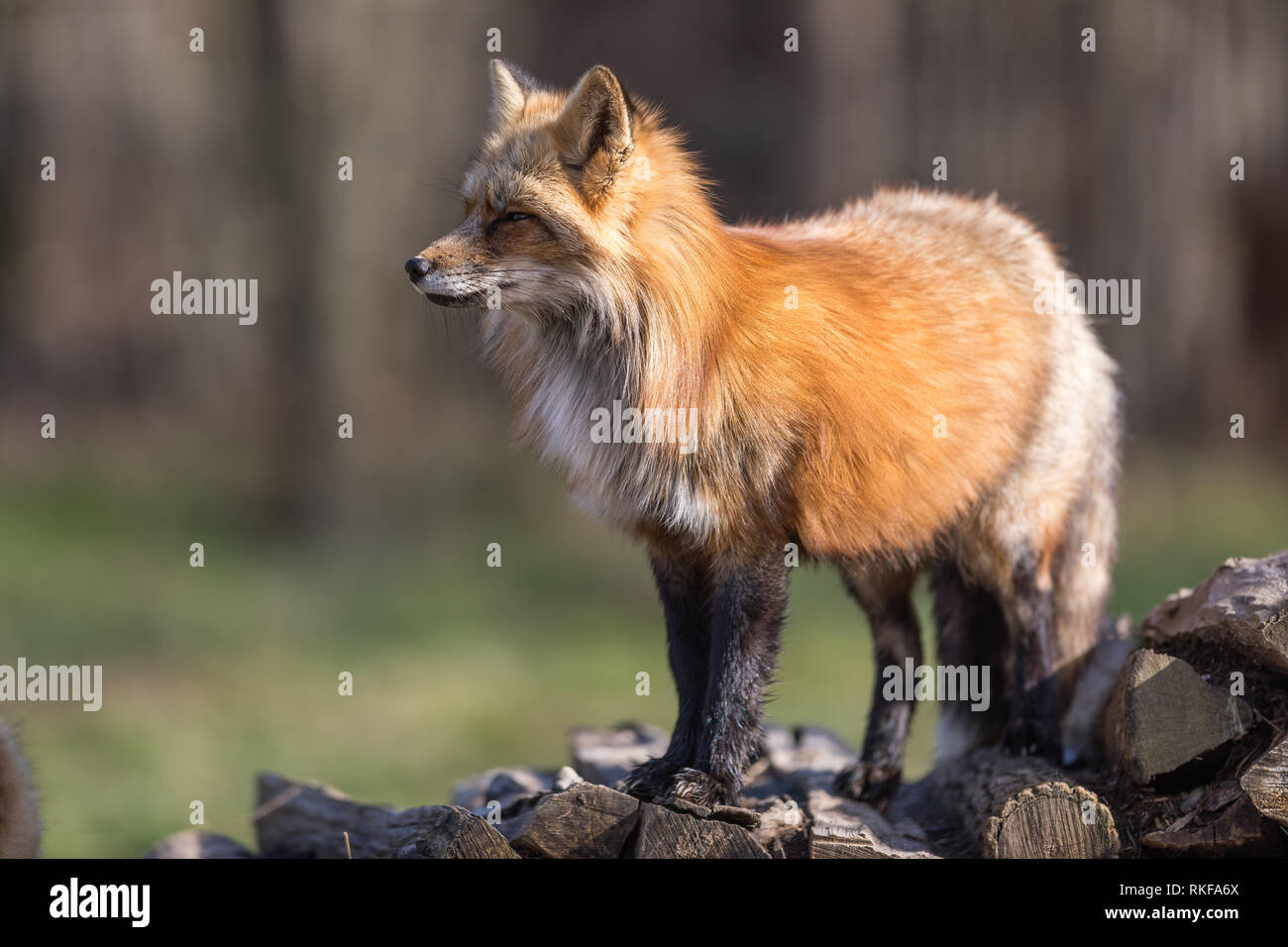 Red fox in the forest Stock Photo - Alamy