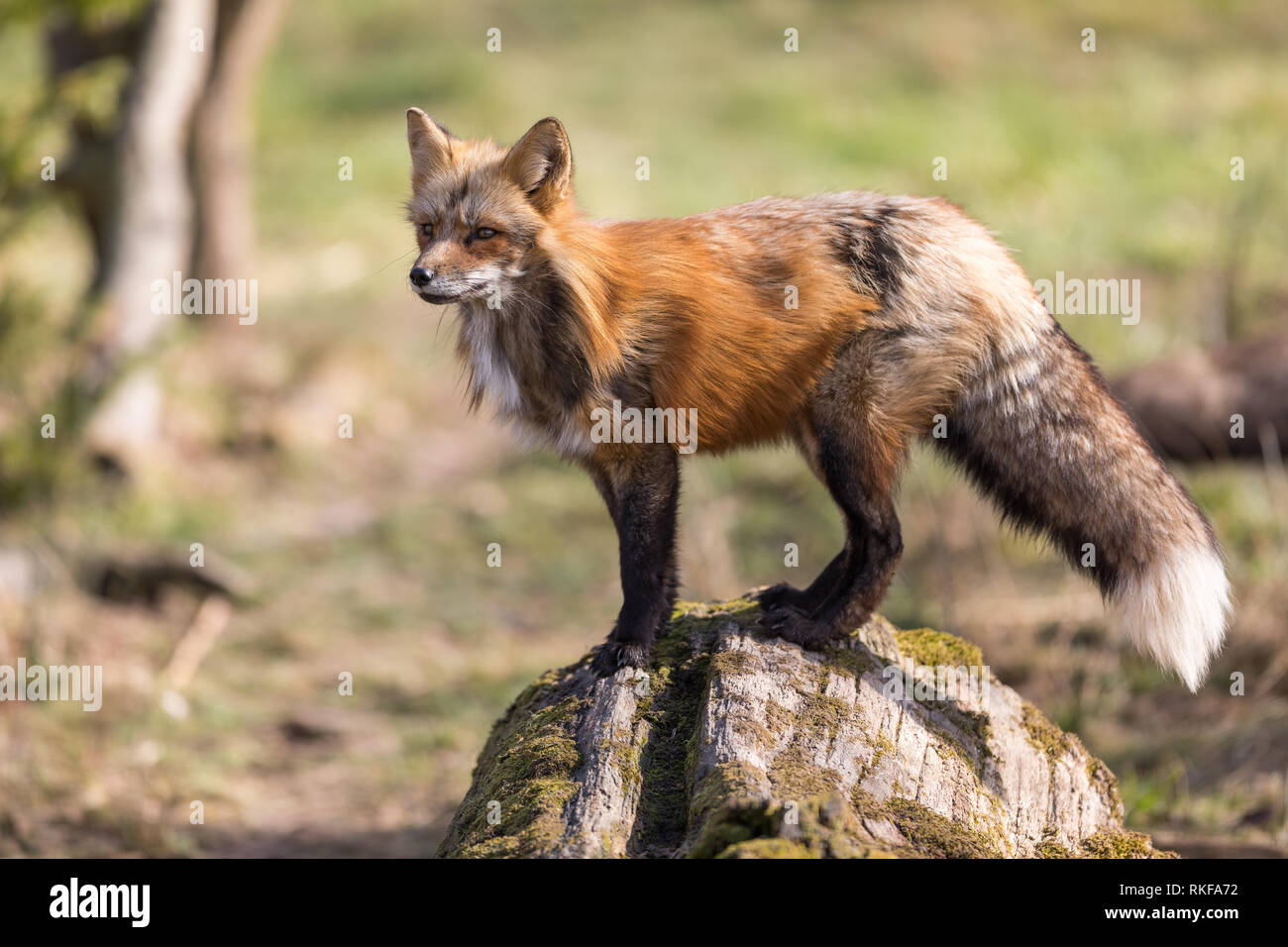 Red fox in the forest Stock Photo - Alamy