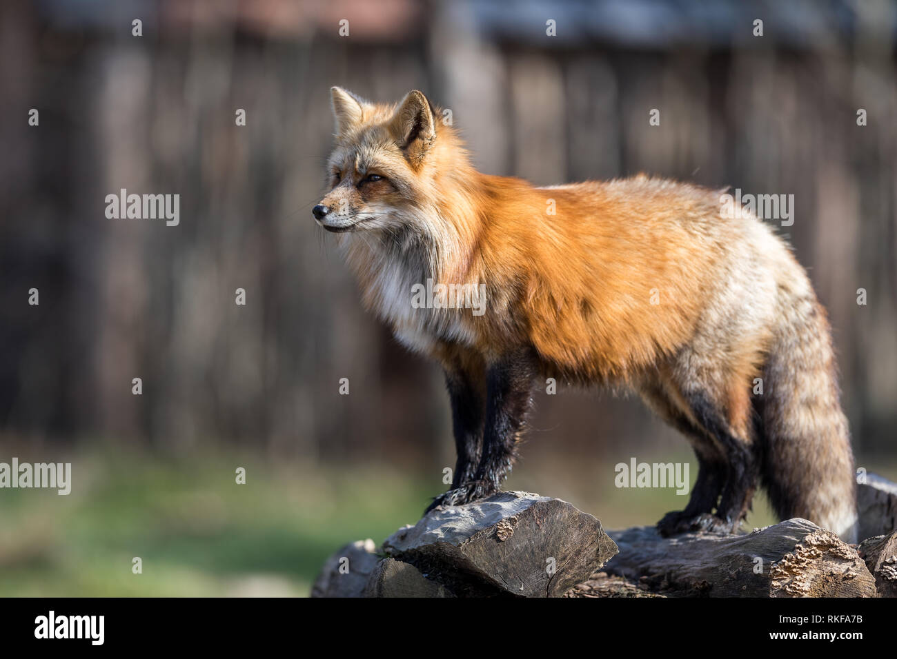 Red fox in the forest Stock Photo - Alamy