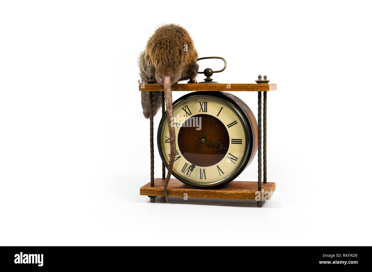 Rat and vintage clock on a white background Stock Photo - Alamy