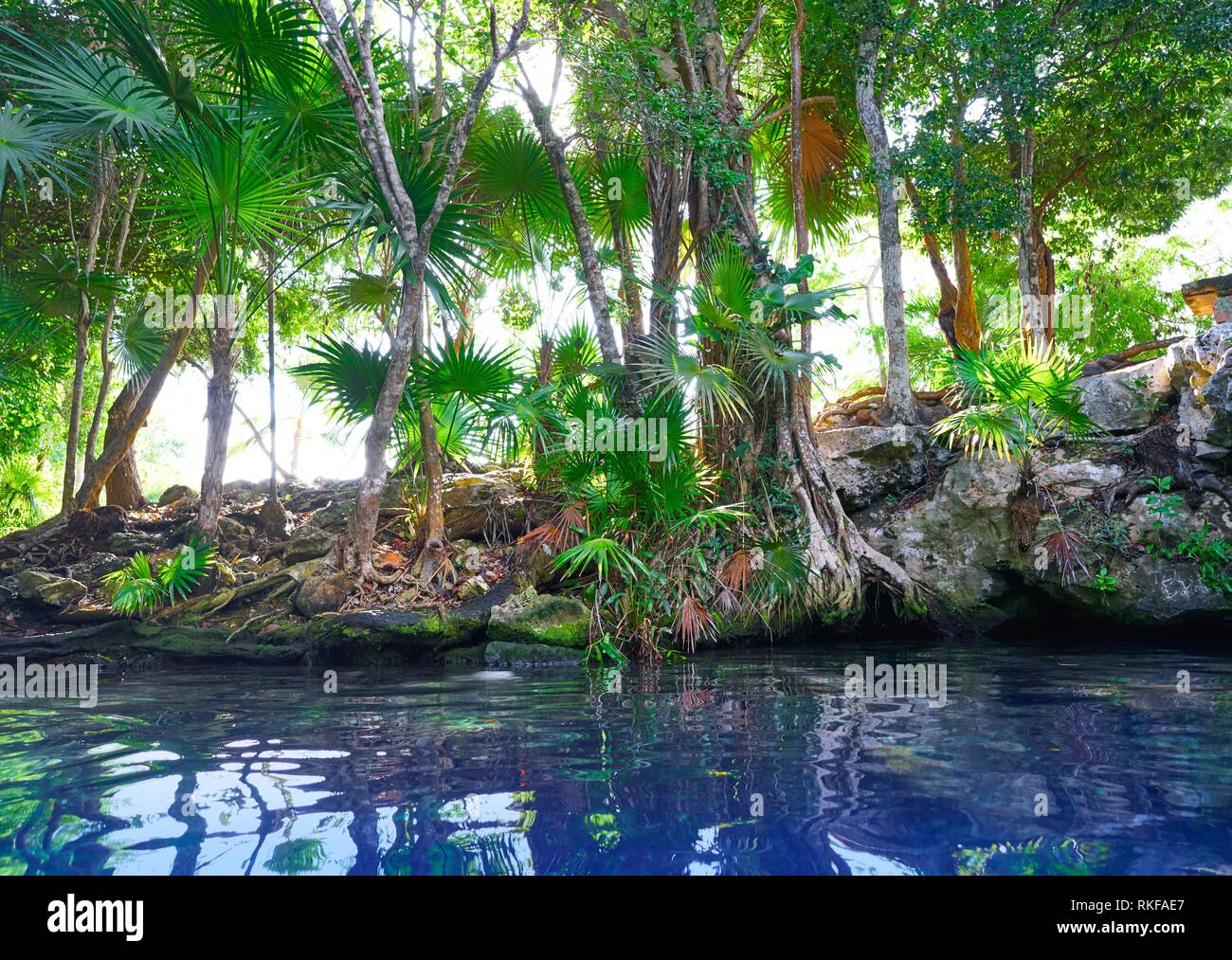 Yucatan cenote wildlife hi-res stock photography and images - Alamy
