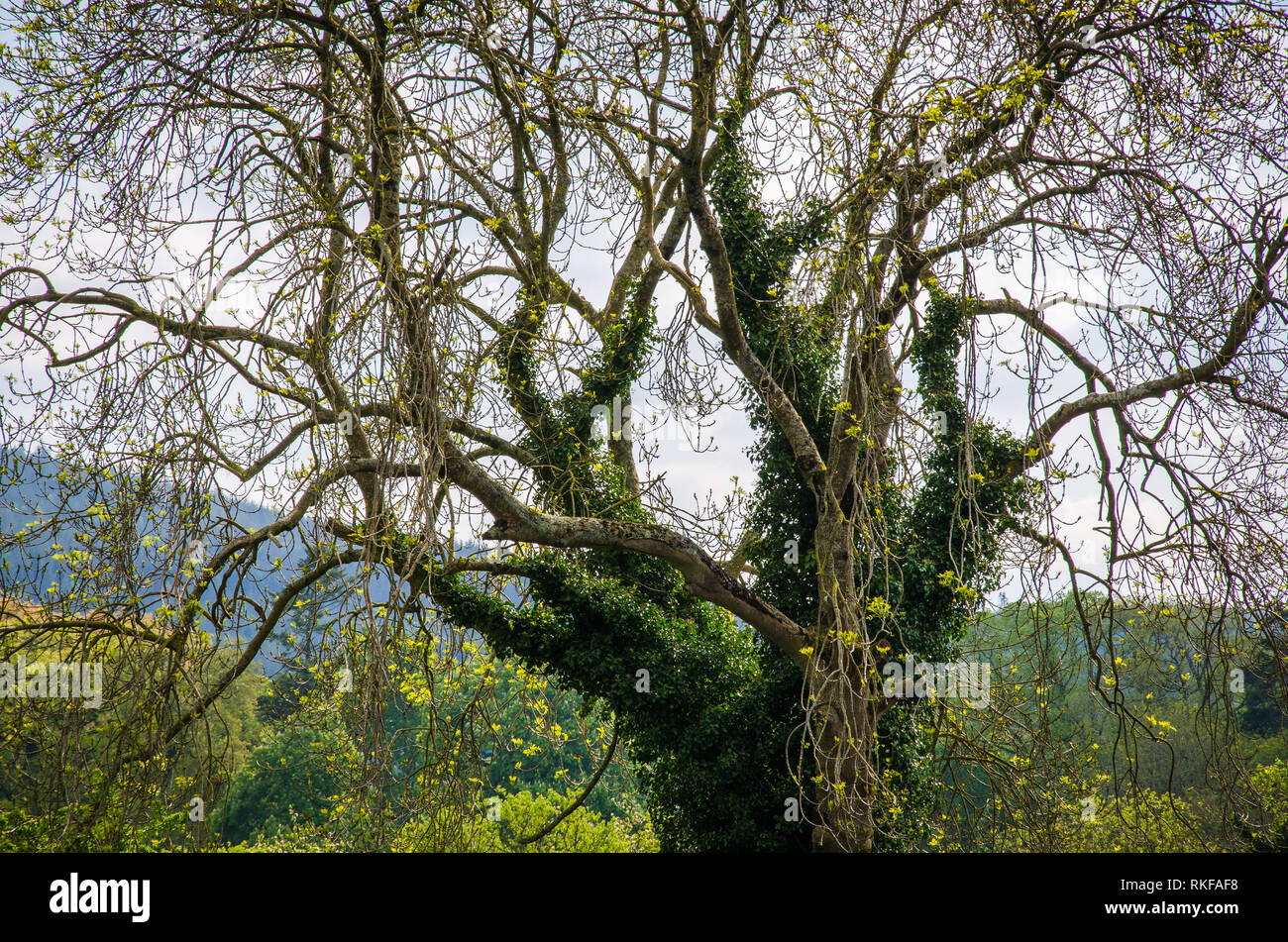 Large tree with beautiful branches Stock Photo - Alamy