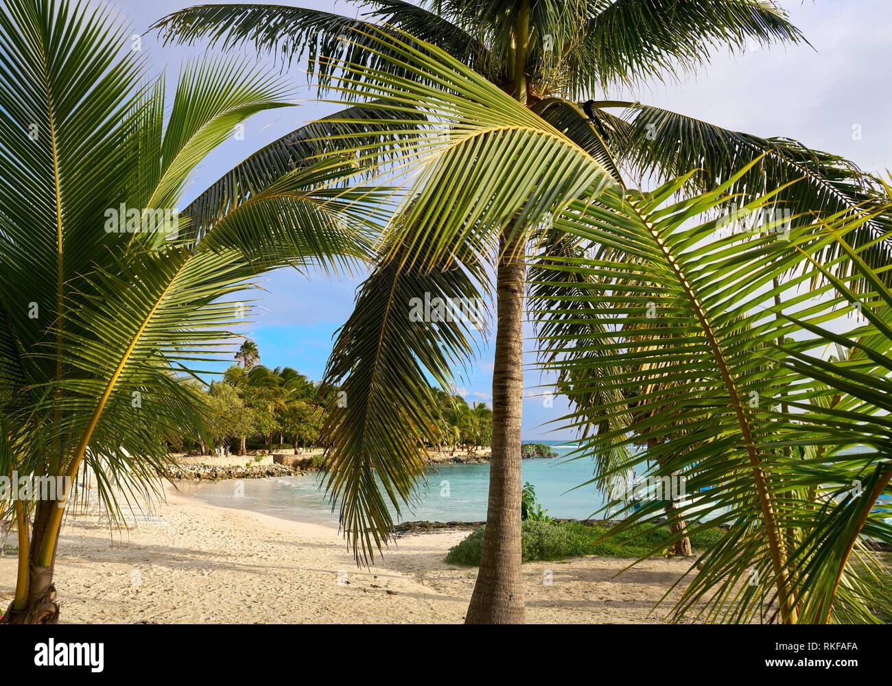 Mexicana Palm High Resolution Stock Photography and Images - Alamy