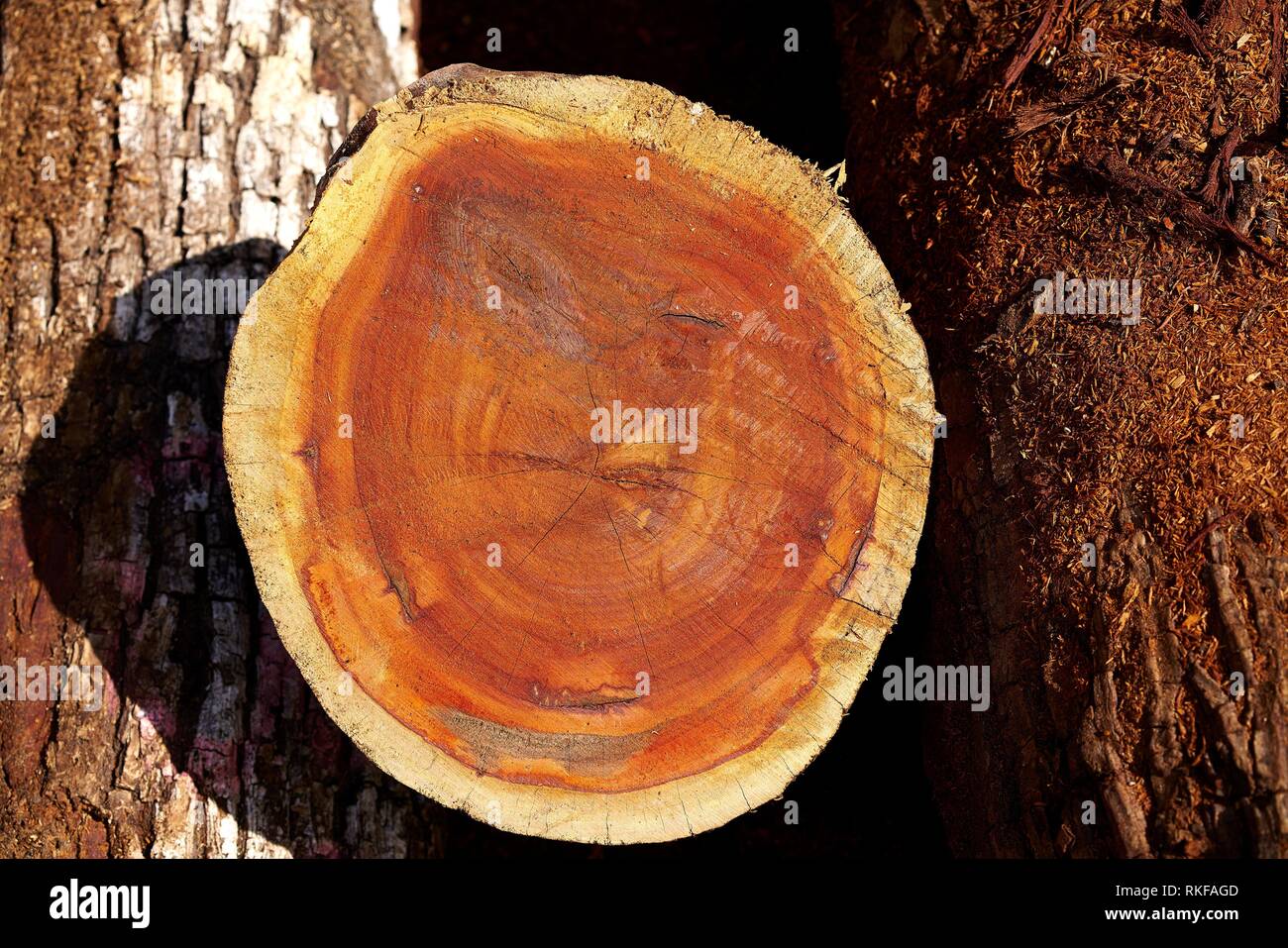 Achras zapota hi-res stock photography and images - Alamy