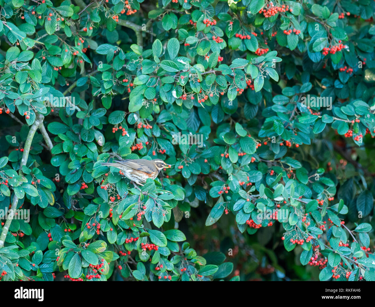 Redwing Feeding in a Rowan Tree Stock Photo - Alamy