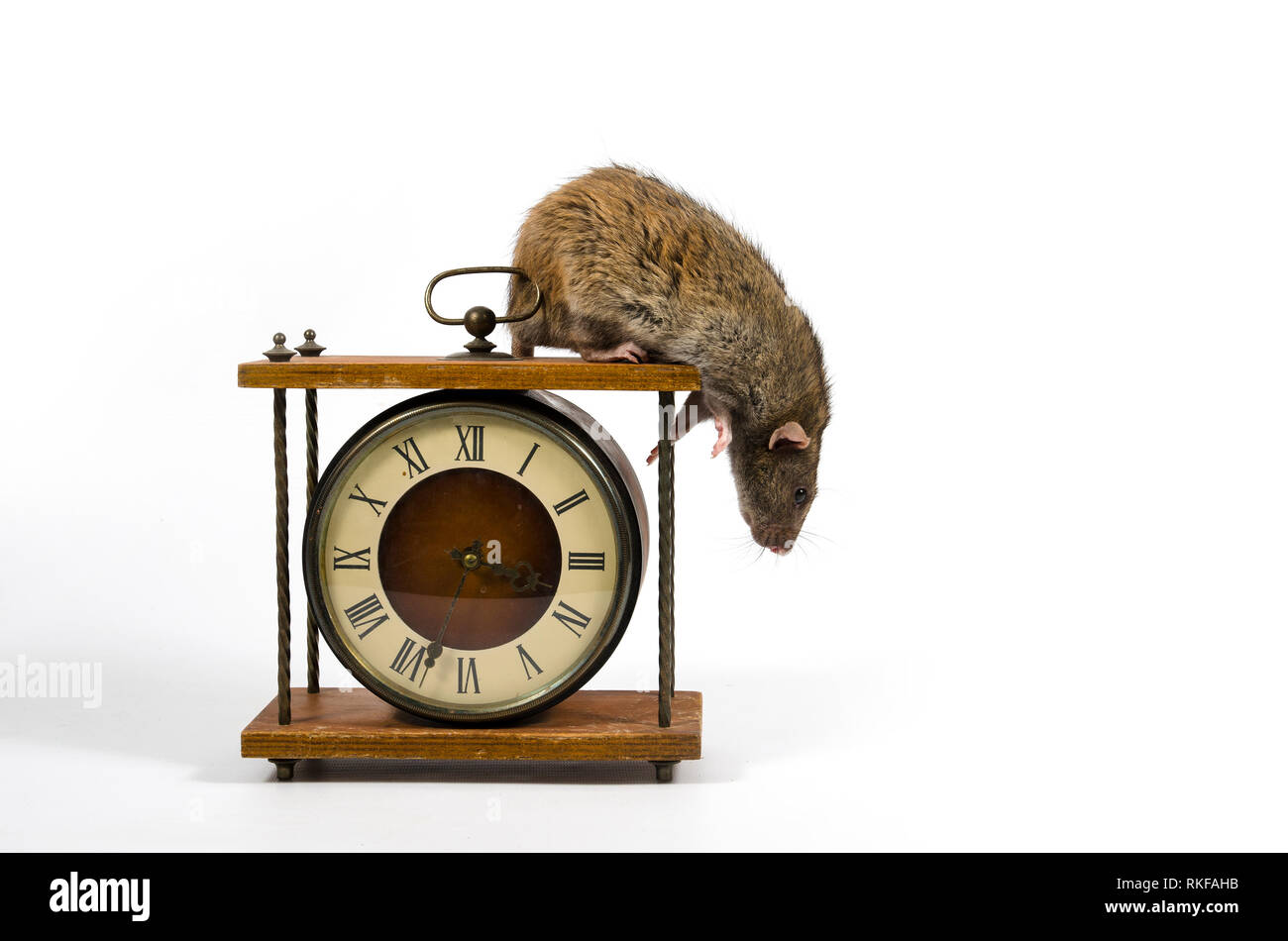 Rat and vintage clock on a white background Stock Photo - Alamy