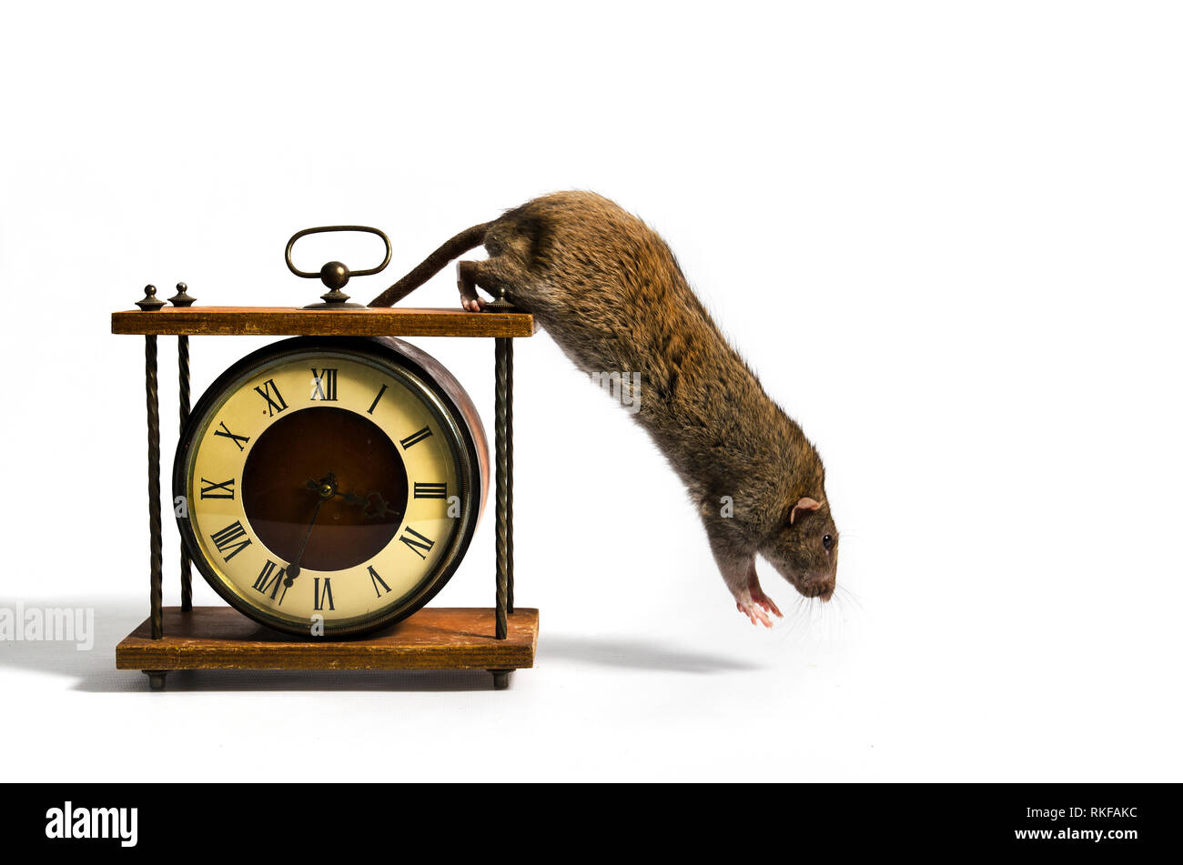 Rat and vintage clock on a white background Stock Photo - Alamy