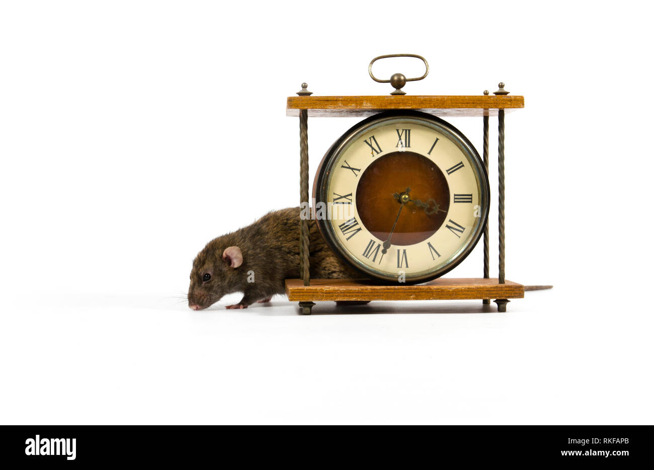 Rat and vintage clock on a white background Stock Photo - Alamy