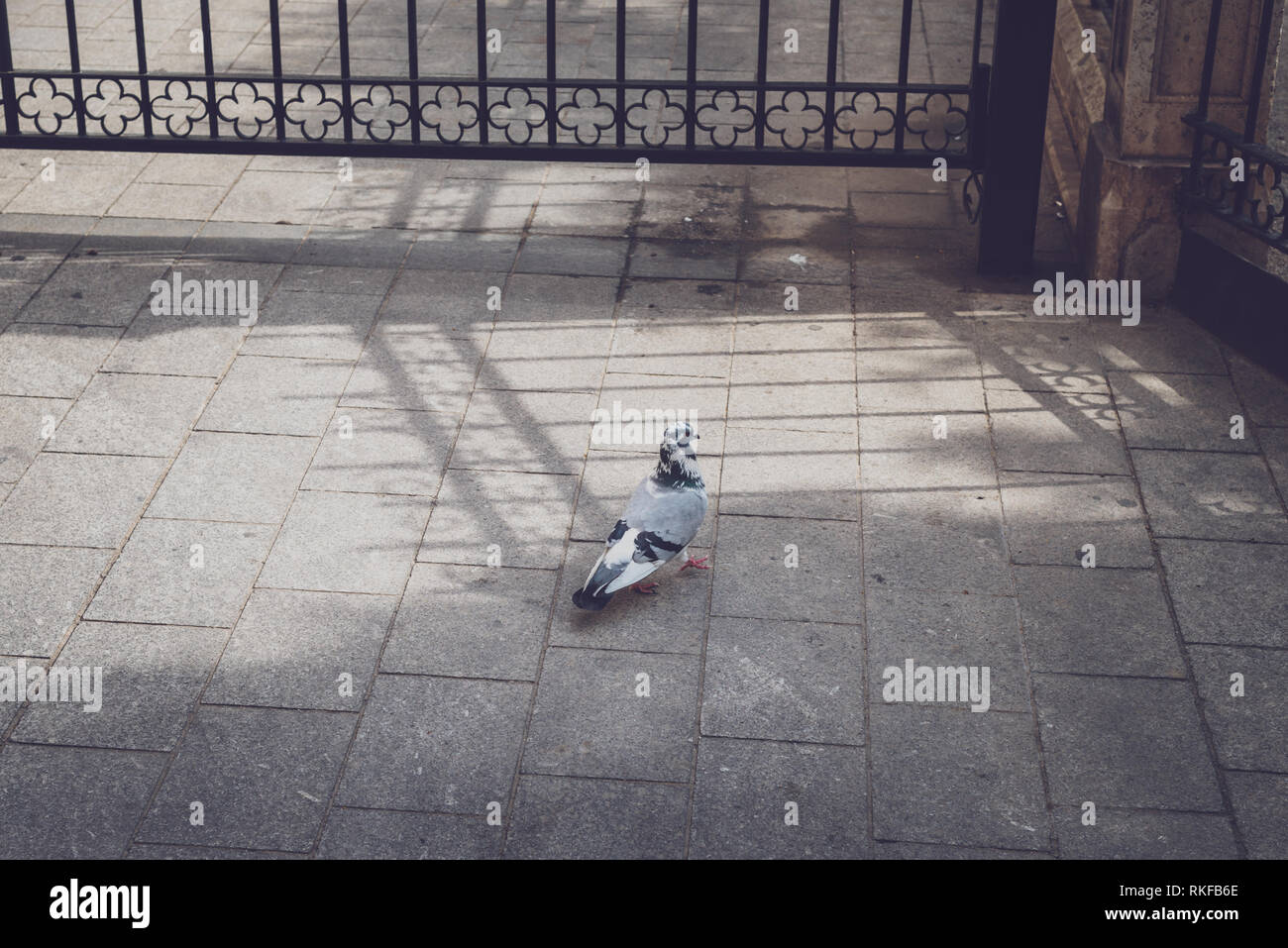 A pigeon on the pavement in the Old Town of Valencia, Spain Stock Photo ...