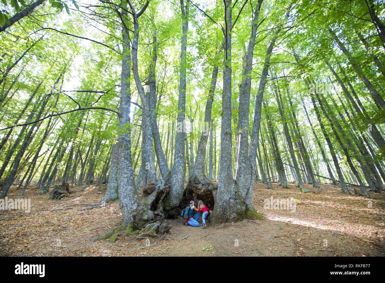 Child forest tall tree hi-res stock photography and images - Alamy