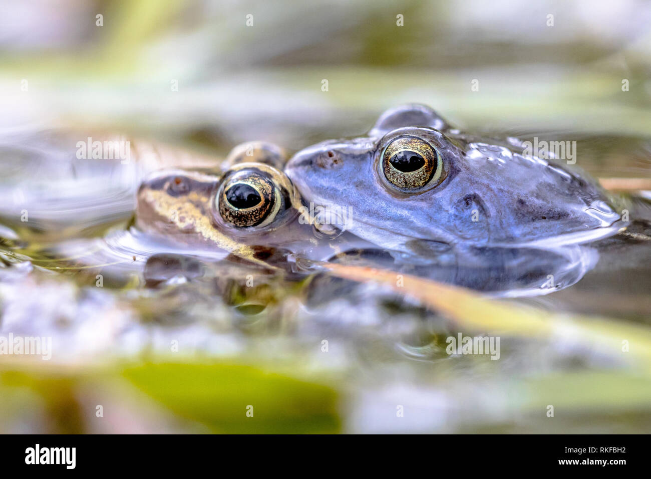 Moor frog (Rana arvalis) couple in amplexus mating position in the ...