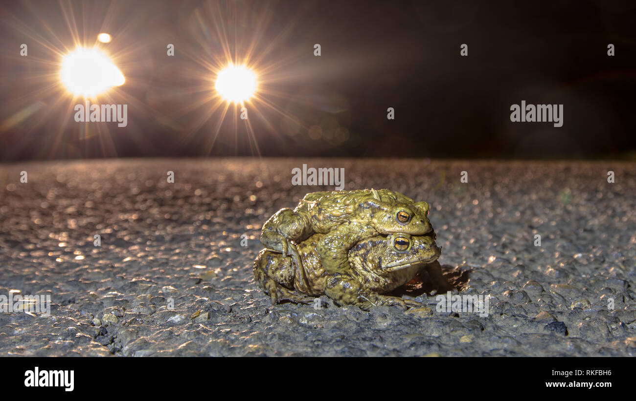 Toad migration route hi-res stock photography and images - Alamy