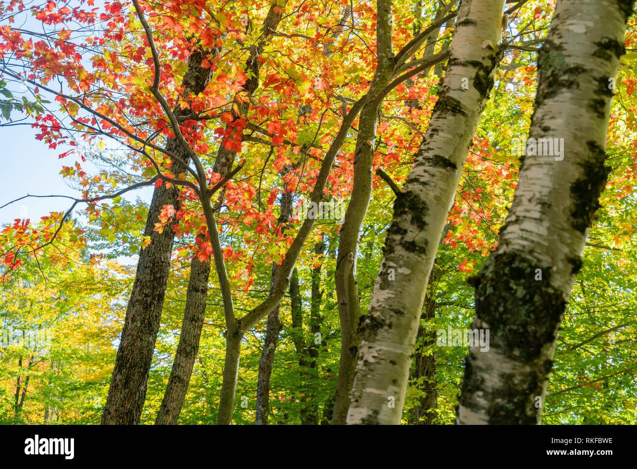Beautiful fall color of Jacques-Cartier National Park at Quebec, Canada ...