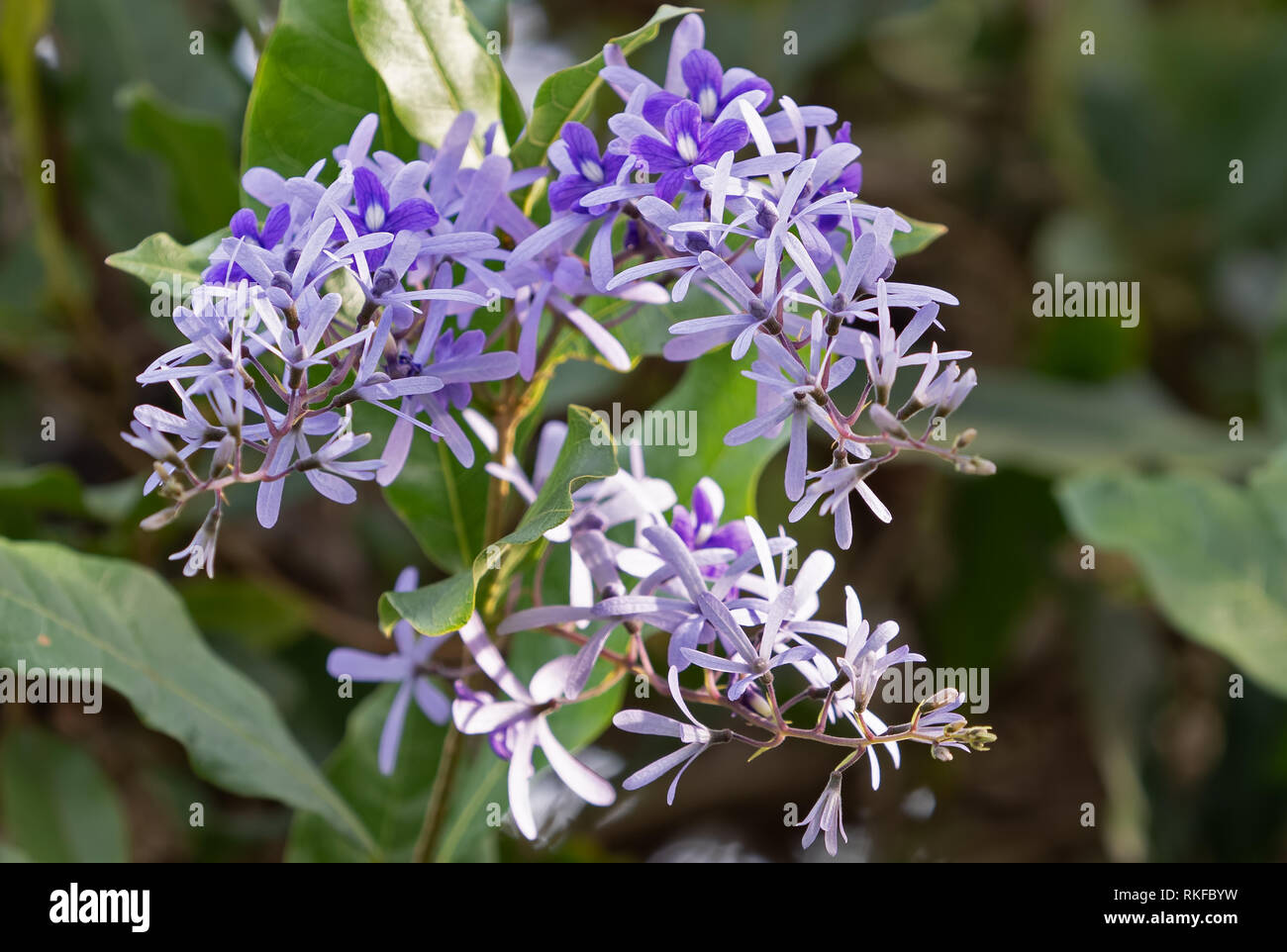 Petrea volubilis flowers hi-res stock photography and images - Alamy