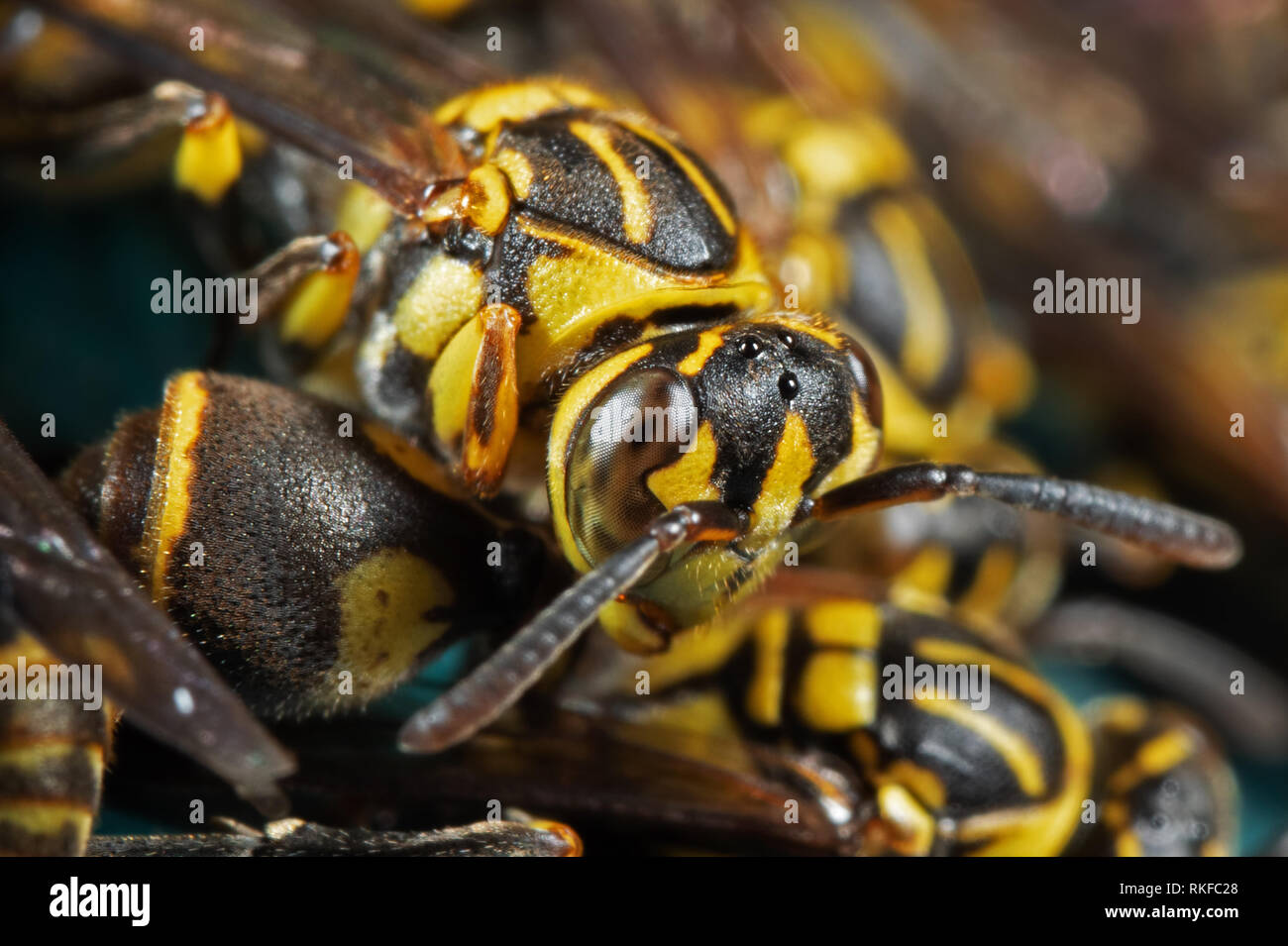 Macro Photography of Group of Wasps on Turquoise Floor Stock Photo - Alamy