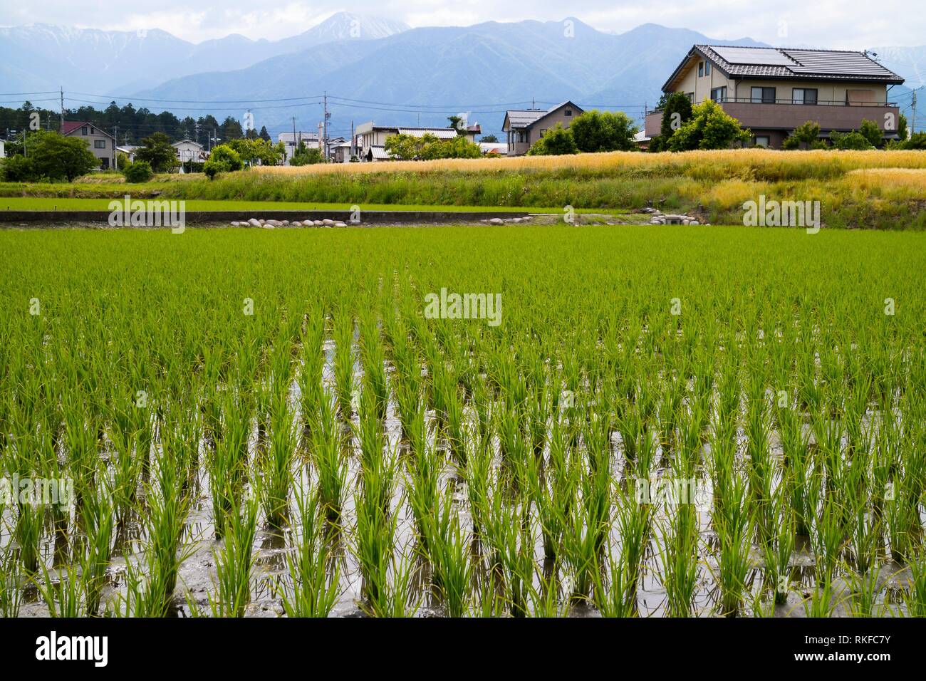 Japan rice paddy hi-res stock photography and images - Alamy