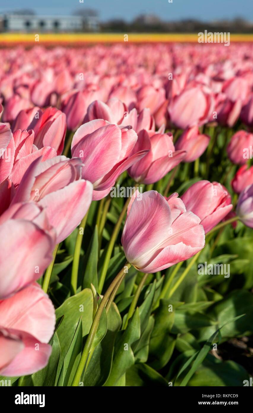 Tulip bulb production hi-res stock photography and images - Alamy