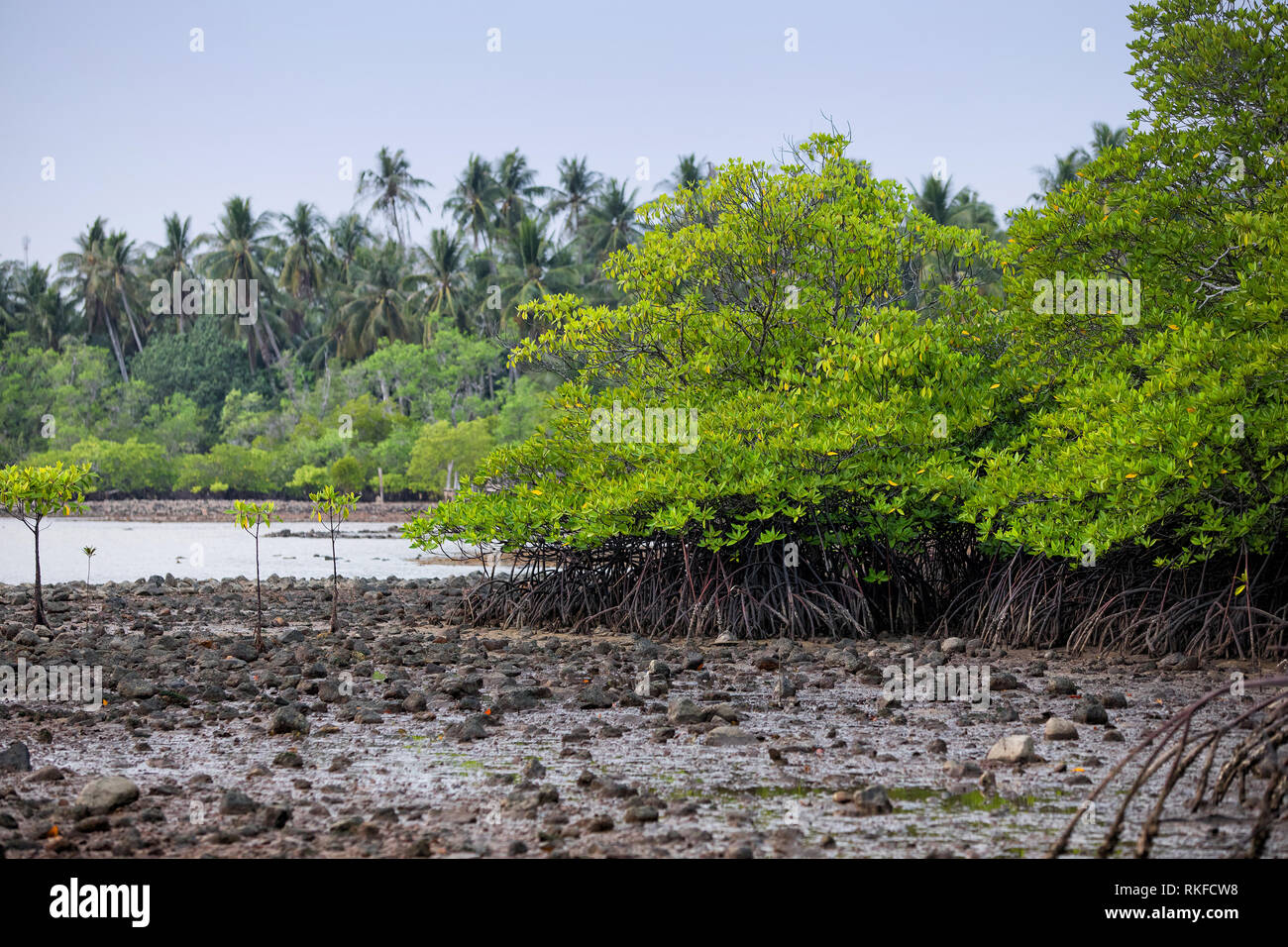 Mangrove swamp low tide in hi-res stock photography and images - Alamy