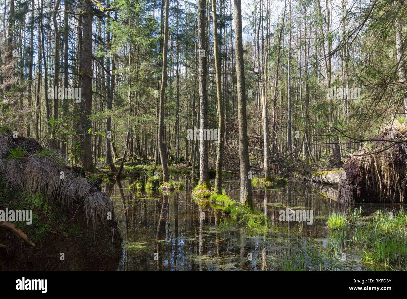 Bog forest hi-res stock photography and images - Alamy