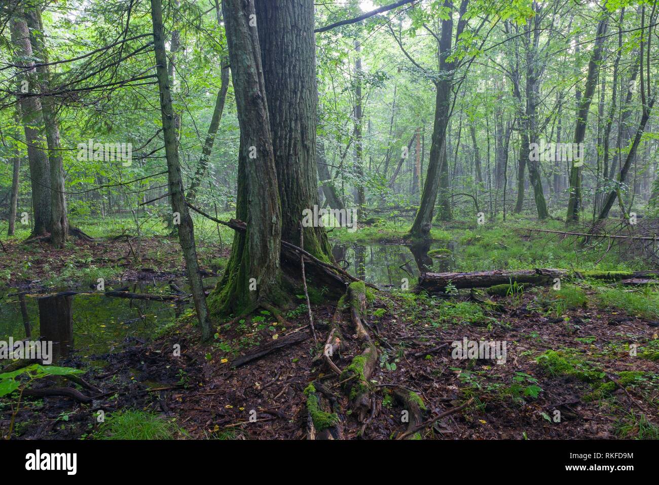 Wet forest landscape hi-res stock photography and images - Alamy