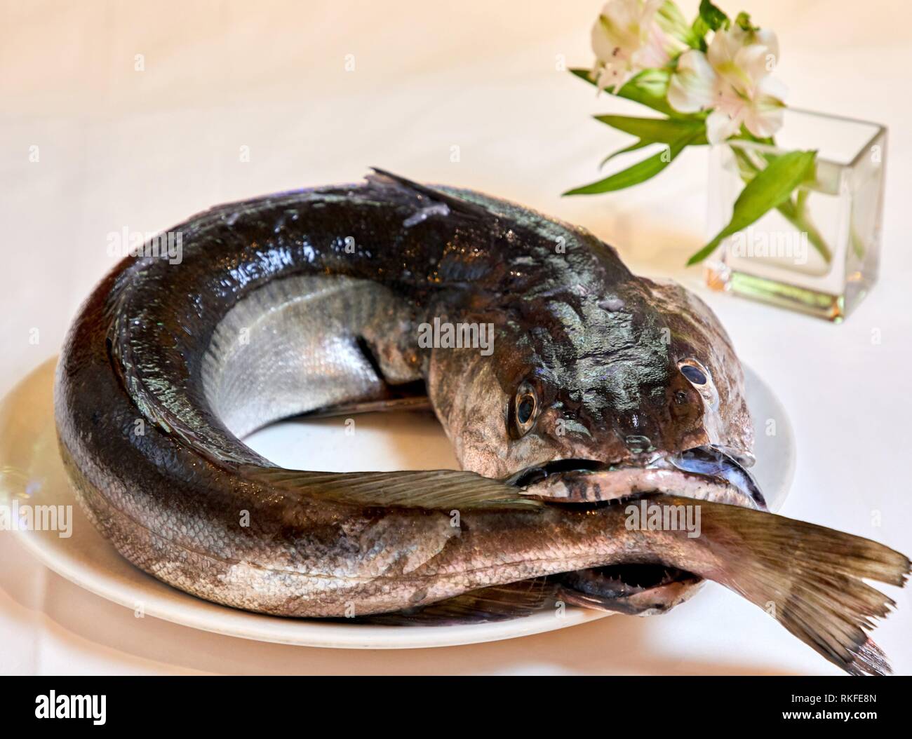 Hake High Resolution Stock Photography and Images - Alamy