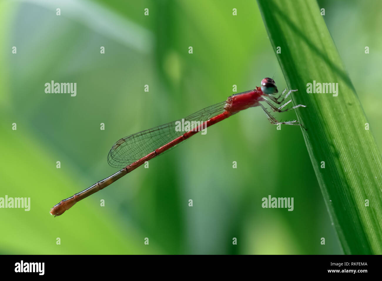 Insect with red eyes hi-res stock photography and images - Alamy