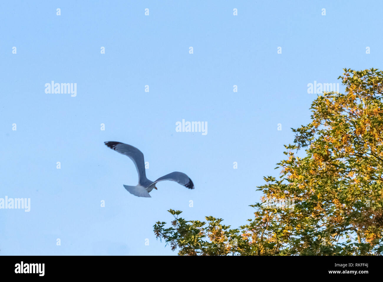 Bird flying behind trees hi-res stock photography and images - Alamy