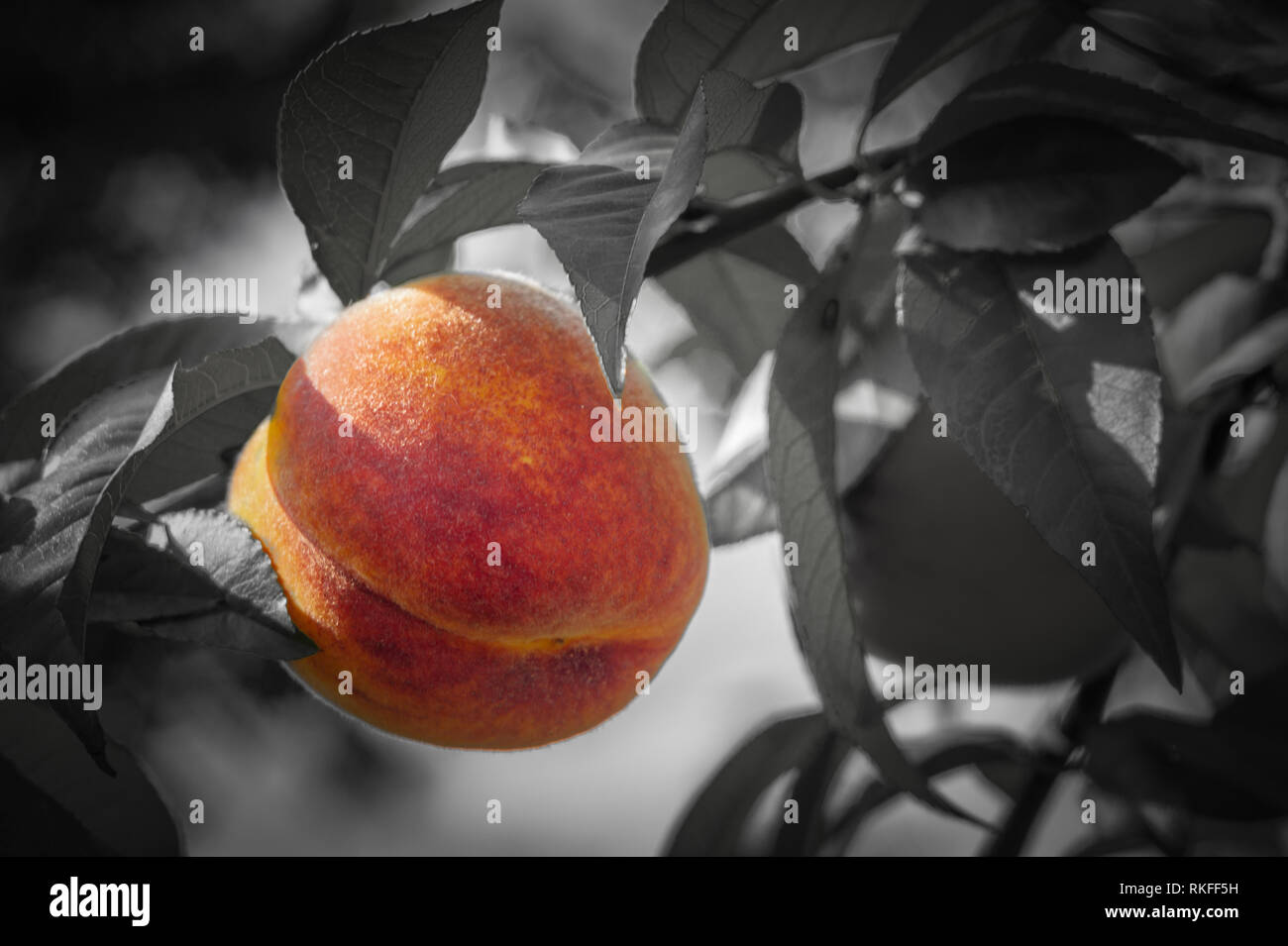 Colored peach on black and white background Stock Photo - Alamy