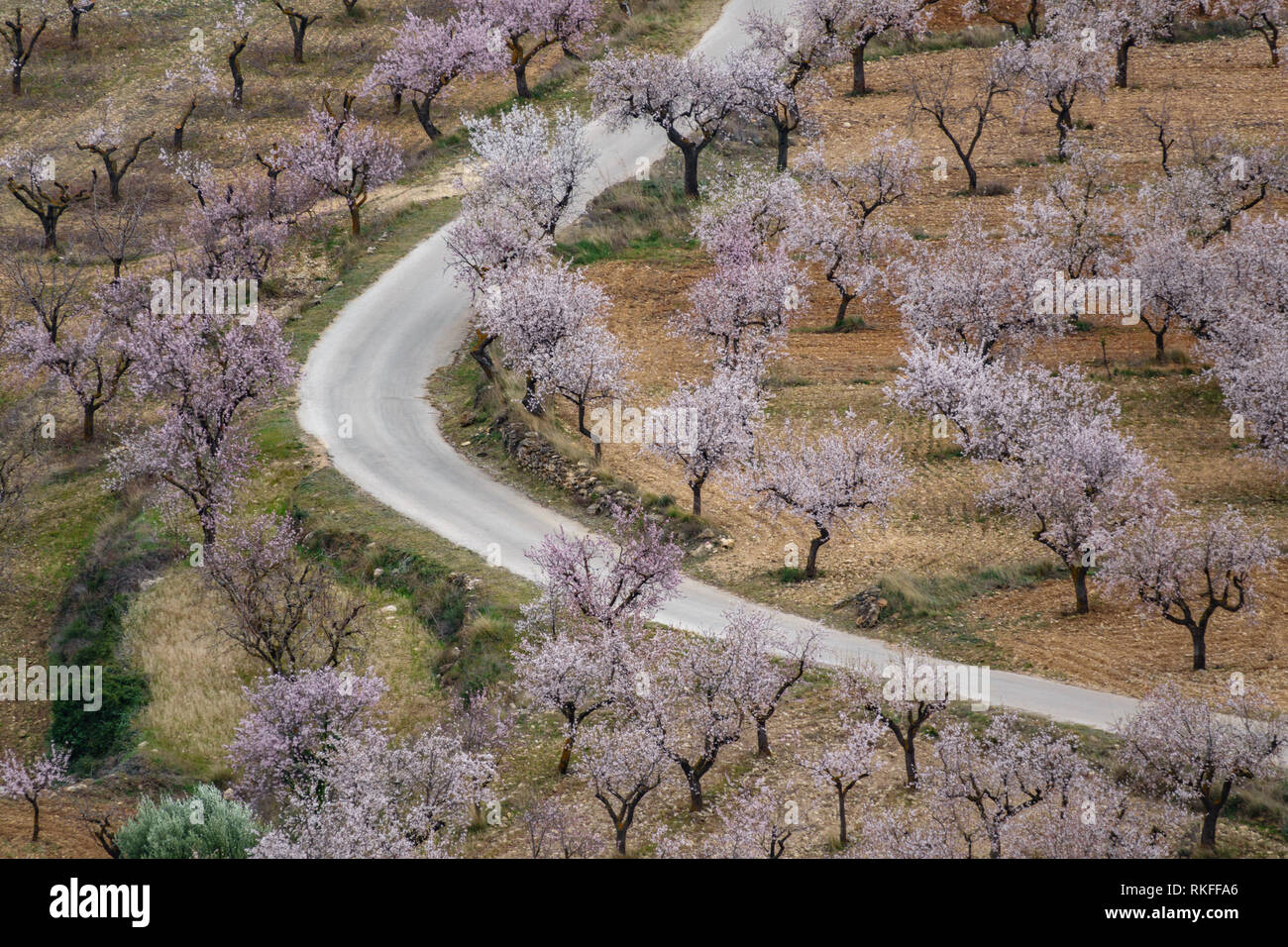Almond trees in blossom at both sides of the road Stock Photo - Alamy