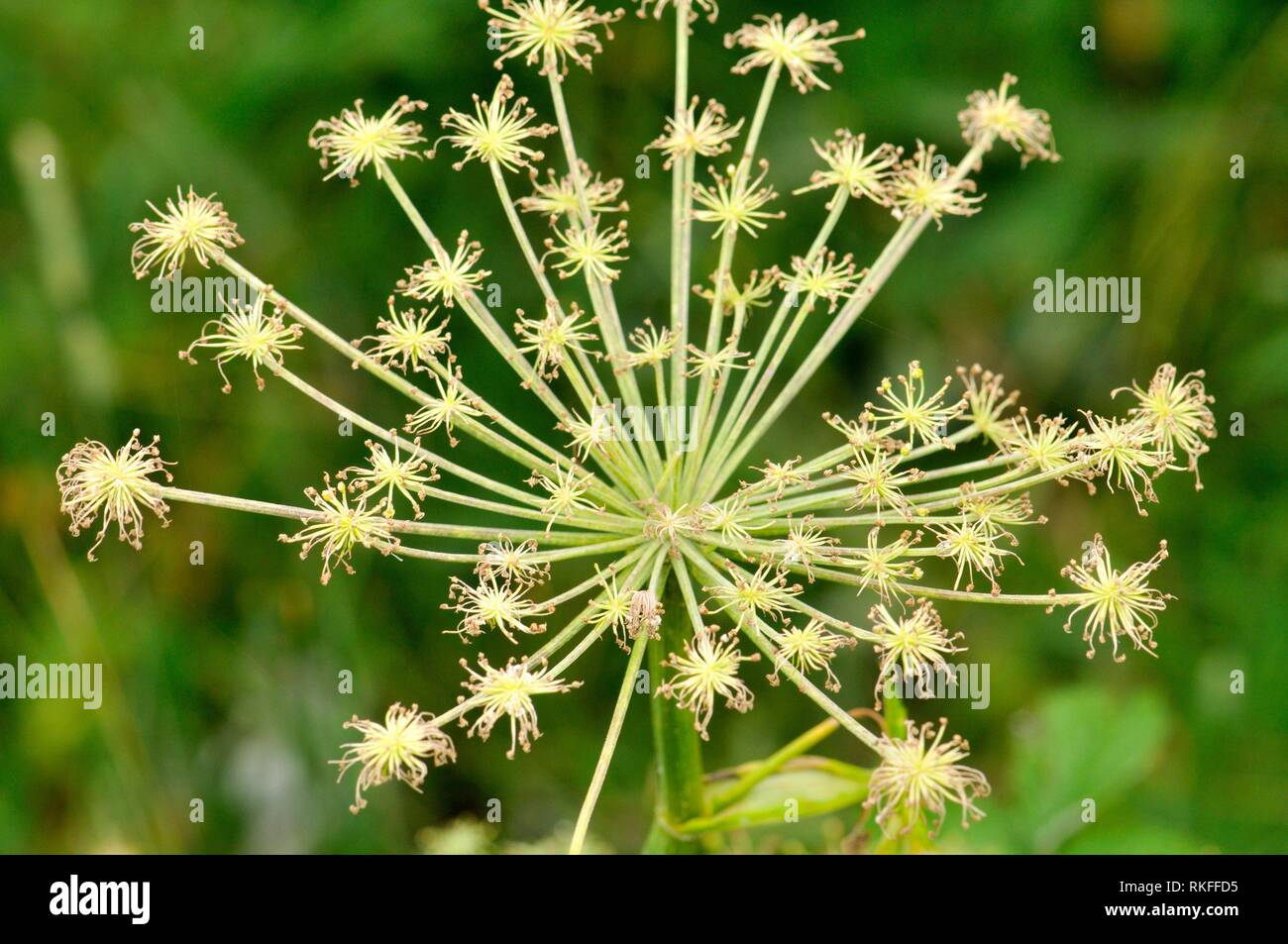 Umbelliferae Family High Resolution Stock Photography and Images - Alamy