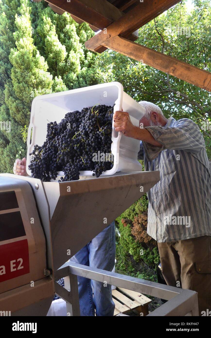 Machine harvest of grapes hi-res stock photography and images - Alamy