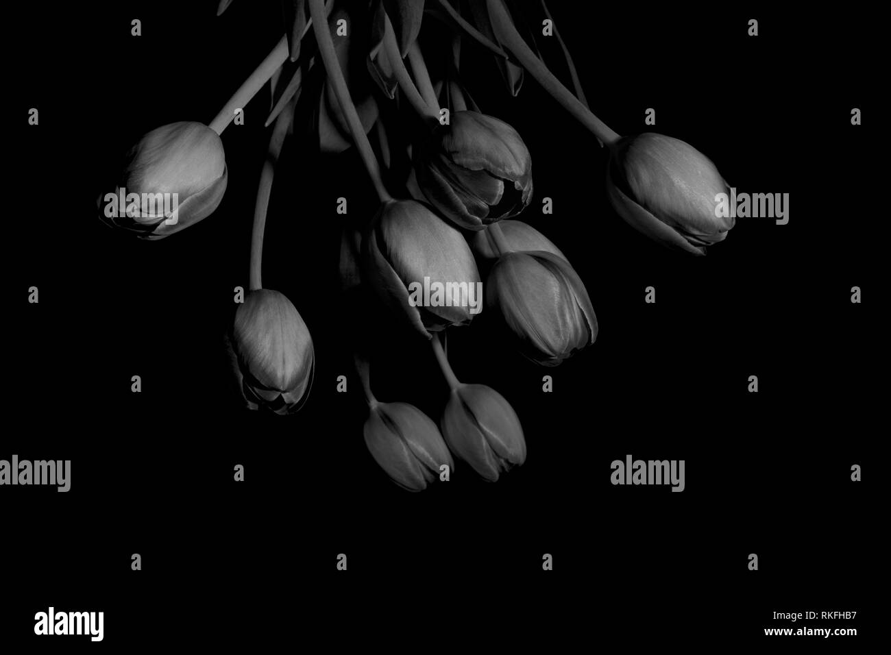 Sill life photographs of Tulips,Hassan Nezamian Stock Photo - Alamy