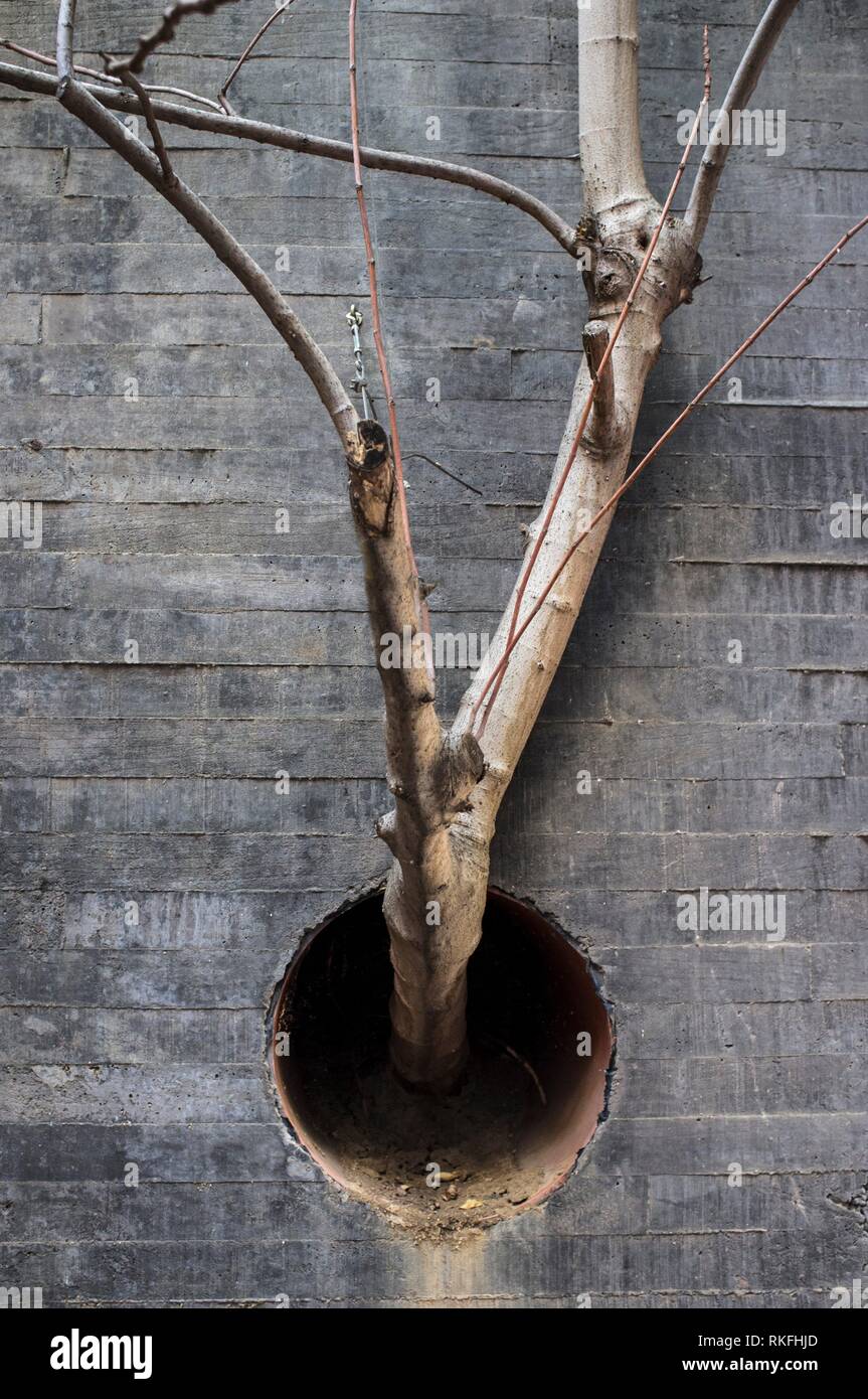 Fig tree plant growing out of concrete wall through drainpipe hole ...