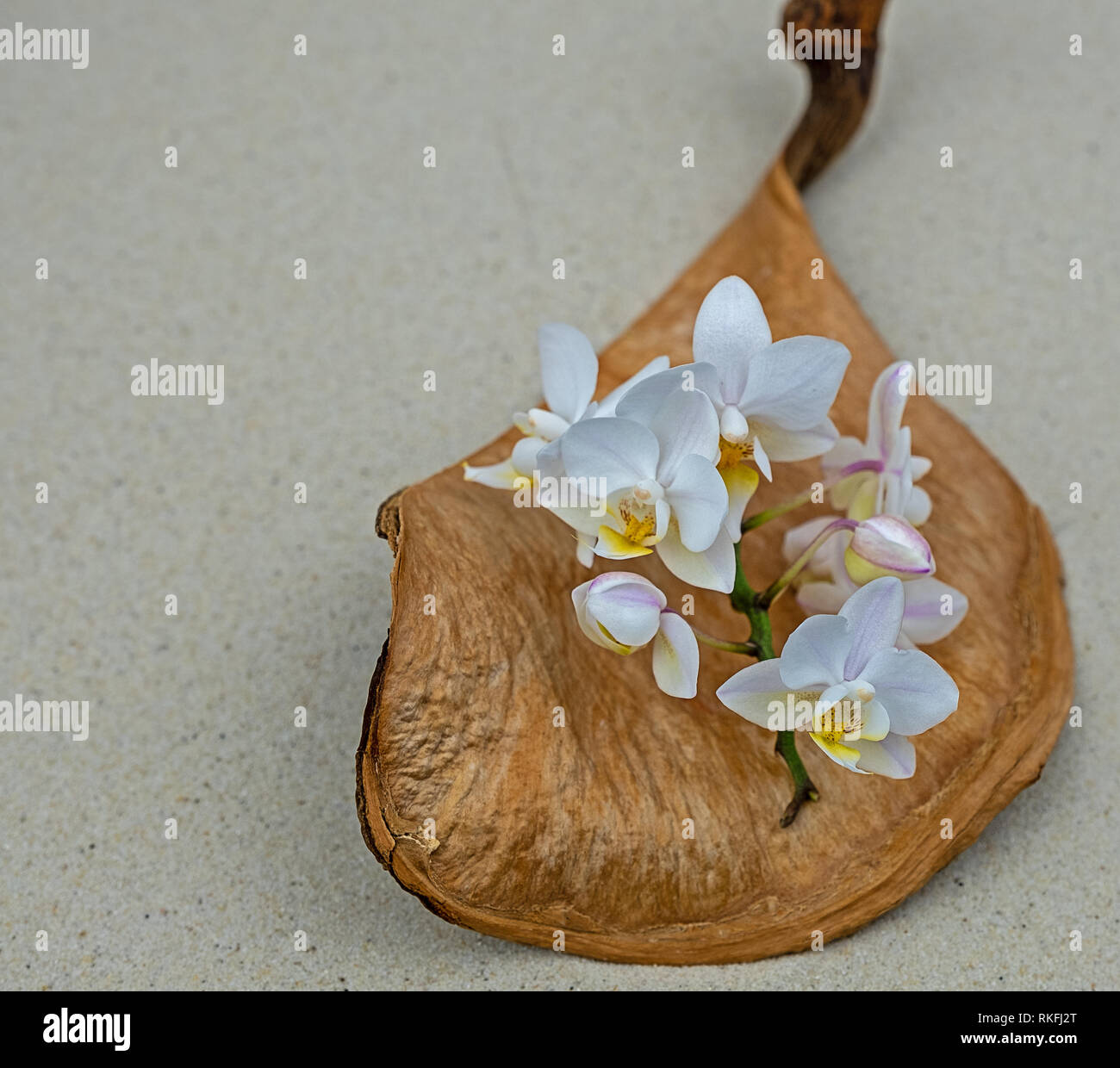 Lying seed hi-res stock photography and images - Alamy