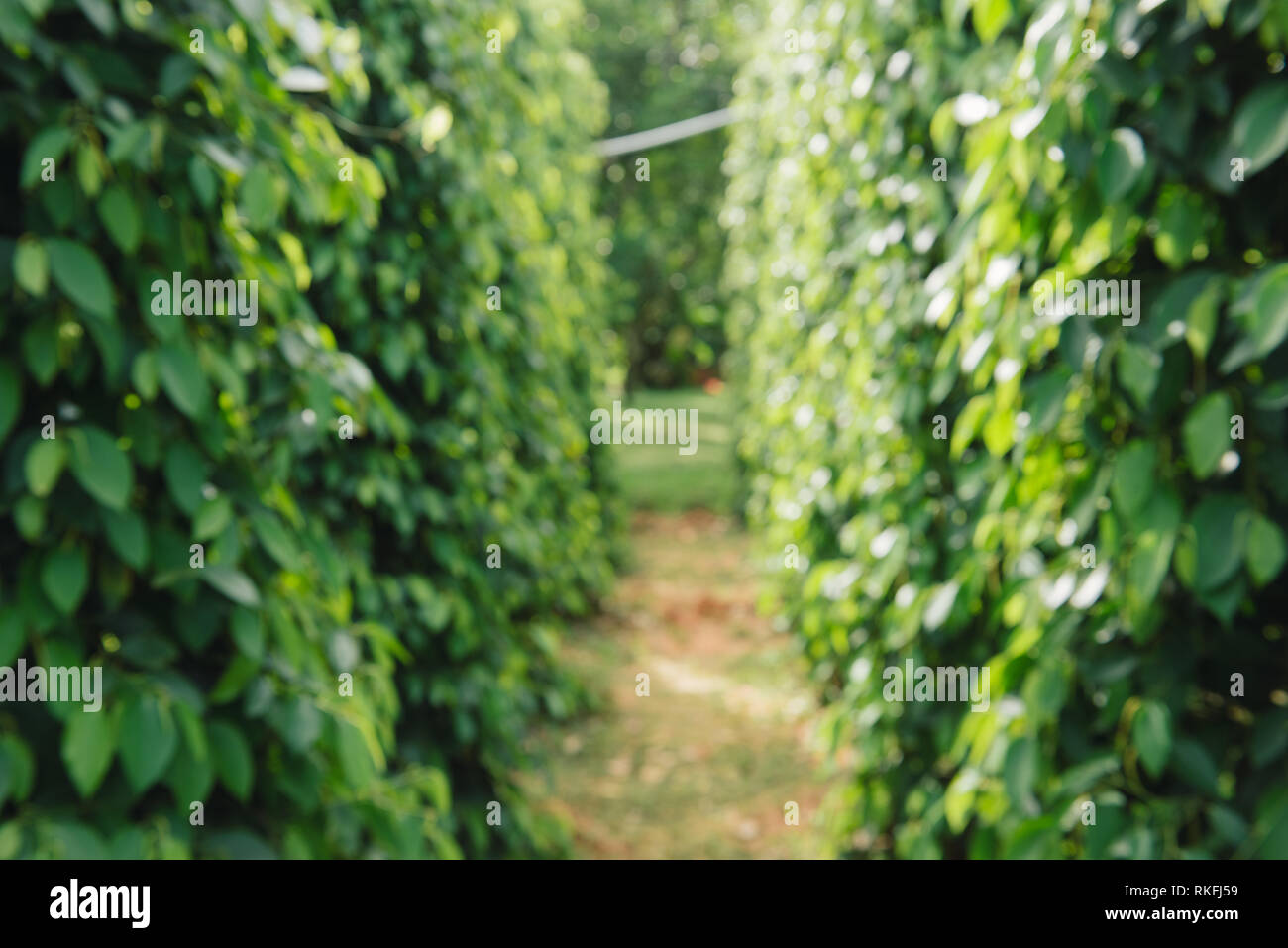 Pepper field at Phu Quoc, Viet Nam, group of pepper plant in green ...