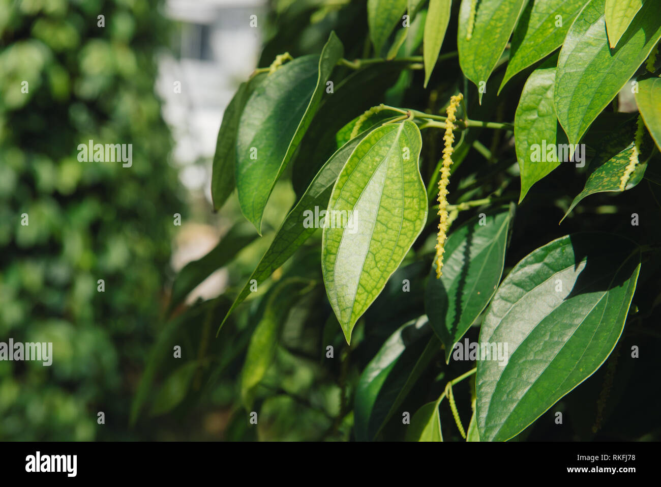 Black pepper trees piper nigrum hi-res stock photography and images - Alamy