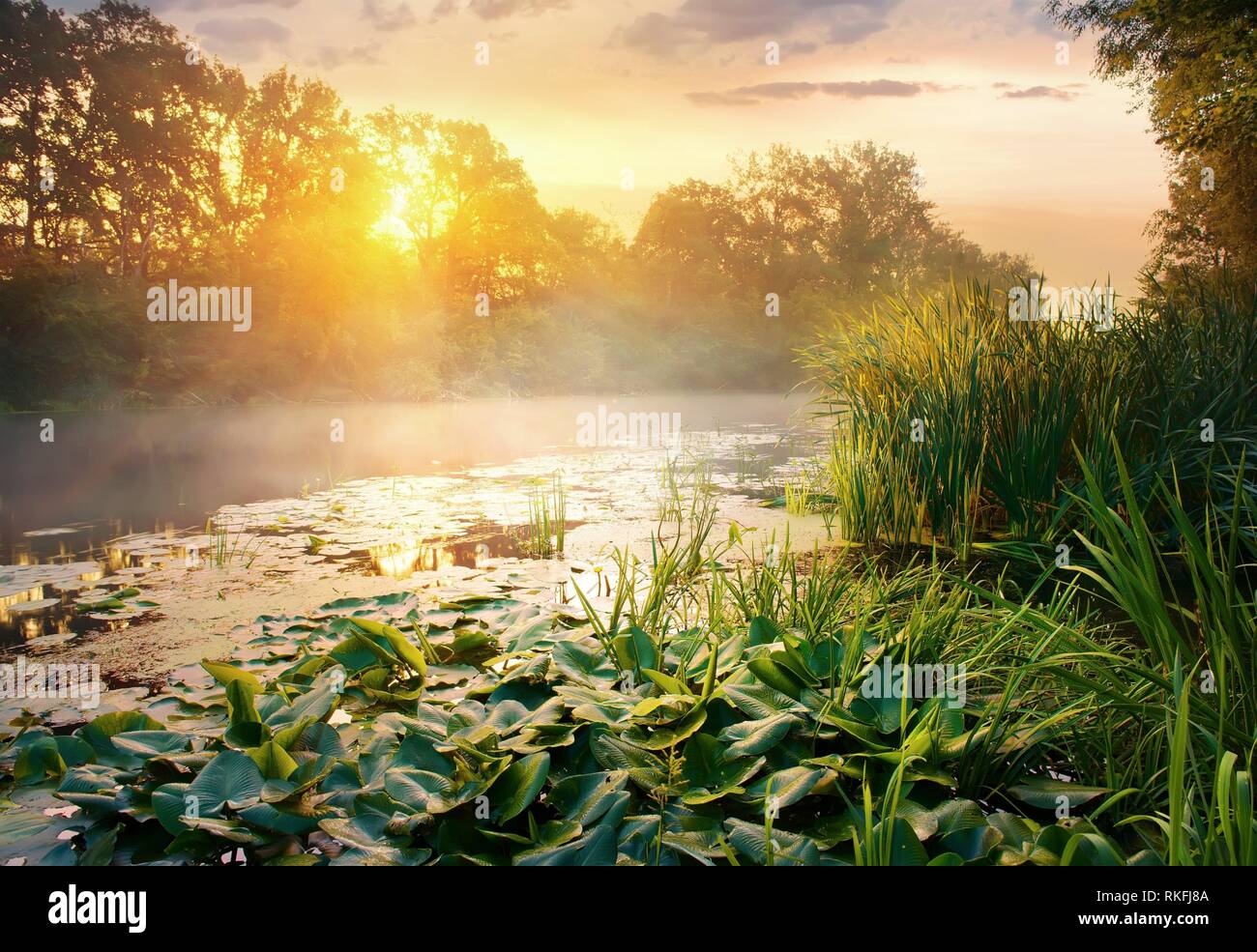Reeds river bank riverbank hi-res stock photography and images - Alamy