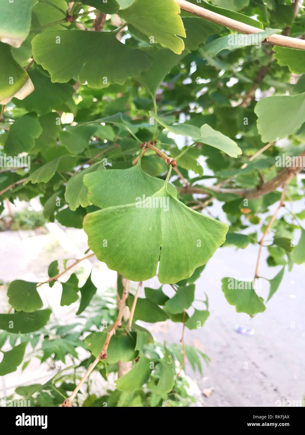 Ginkgo biloba tree Stock Photo - Alamy