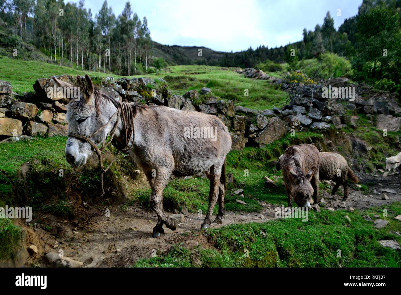 Shepherd in YANAMA - National park HUASCARAN. Department of Ancash.PERU ...