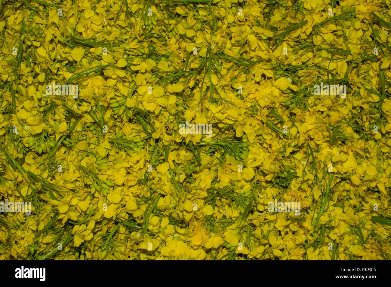 Mustered garden hi-res stock photography and images - Alamy