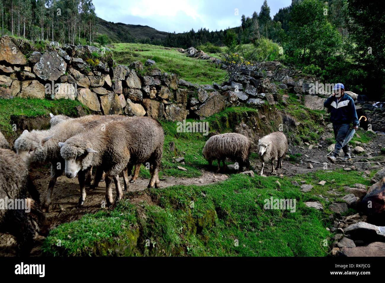 Shepherd in YANAMA - National park HUASCARAN. Department of Ancash.PERU ...