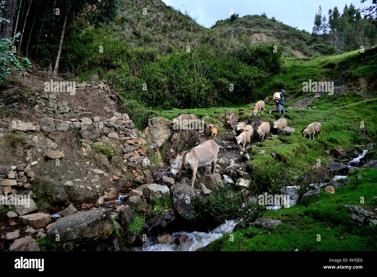 Shepherd in YANAMA - National park HUASCARAN. Department of Ancash.PERU ...