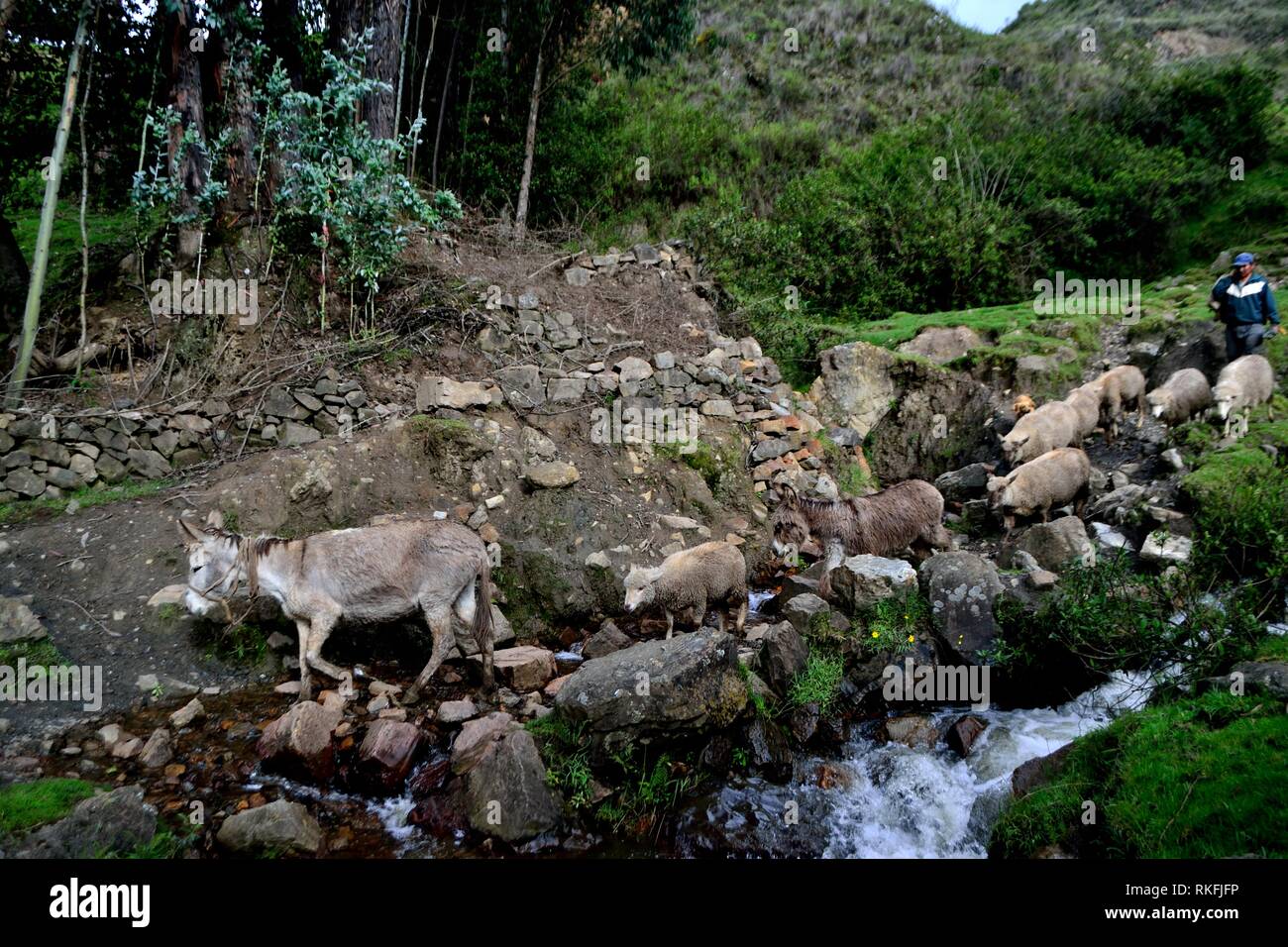Shepherd in YANAMA - National park HUASCARAN. Department of Ancash.PERU ...