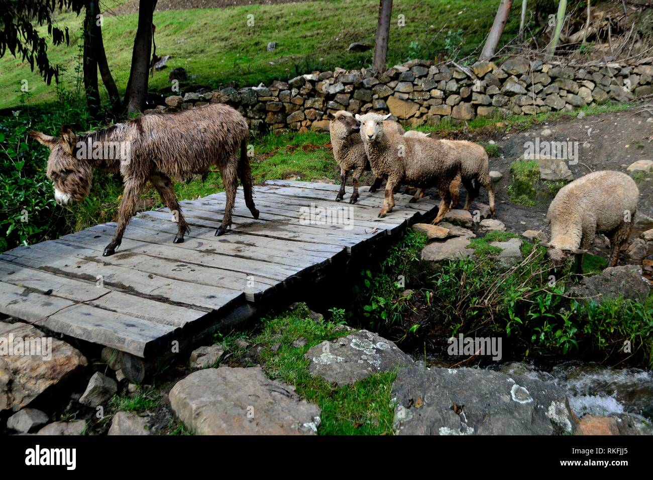 Shepherd in YANAMA - National park HUASCARAN. Department of Ancash.PERU ...