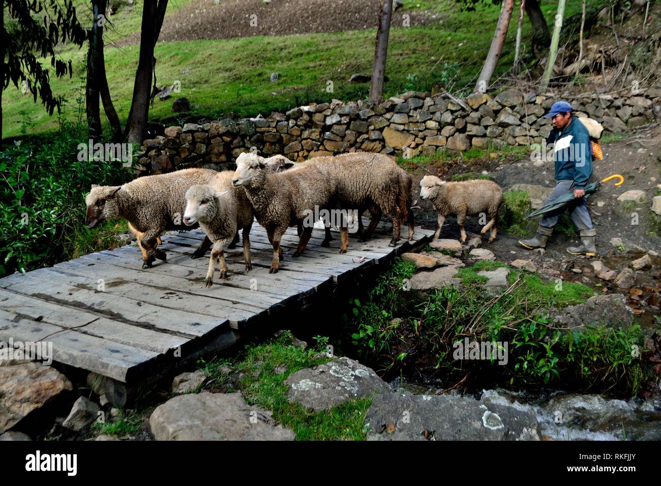 Shepherd in YANAMA - National park HUASCARAN. Department of Ancash.PERU ...