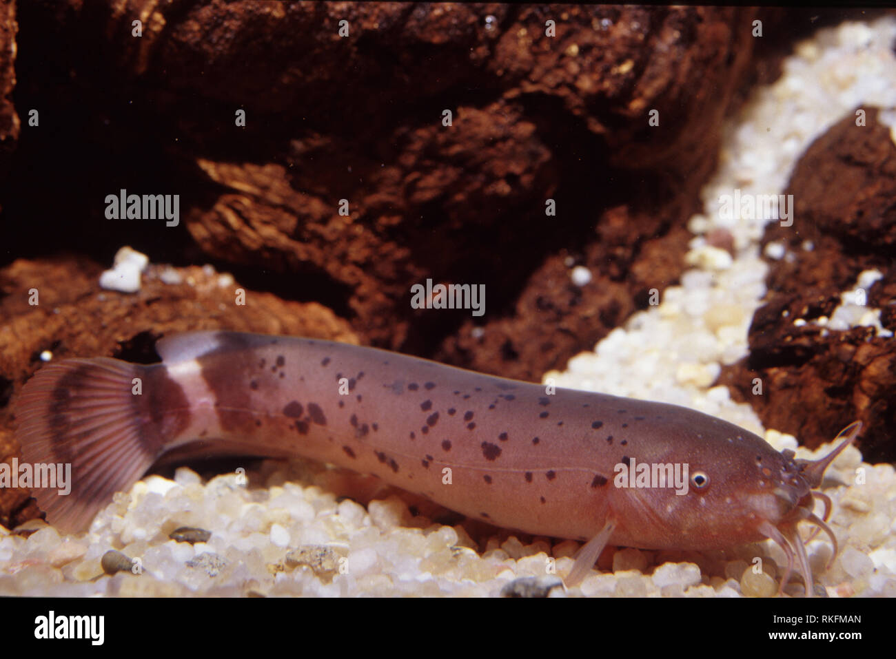 Electric catfish (Malapterurus electricus Stock Photo - Alamy