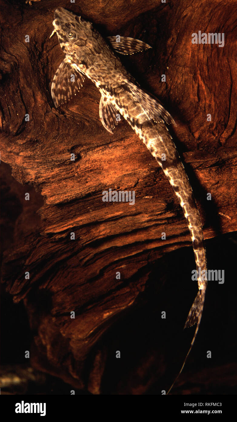 Whiptail catfish (Rineloricaria microlepidogaster Stock Photo - Alamy