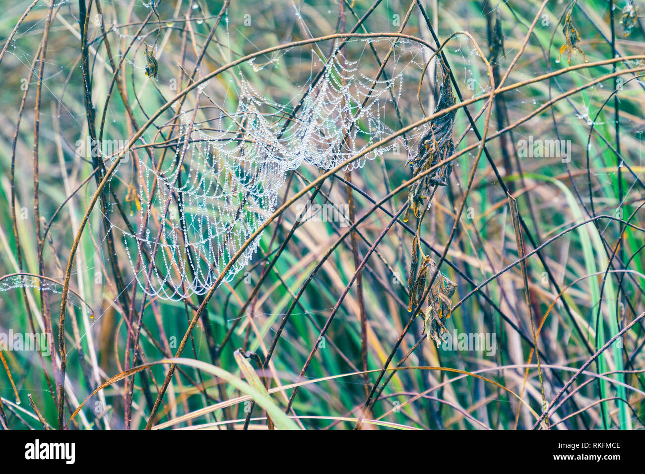 Cobwebs on wild plant hi-res stock photography and images - Alamy