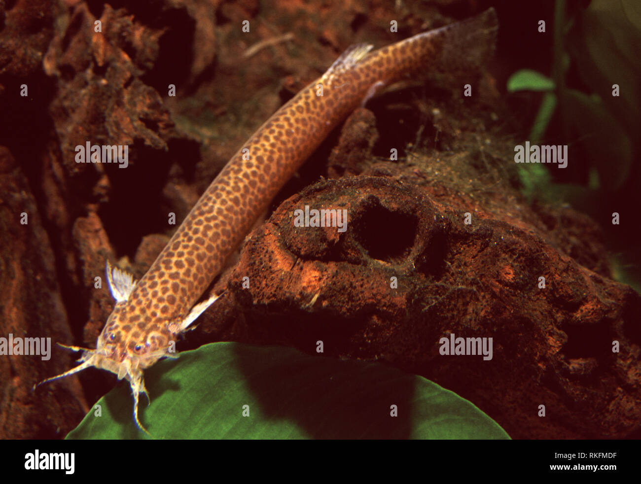 Parasitic catfish hi-res stock photography and images - Alamy