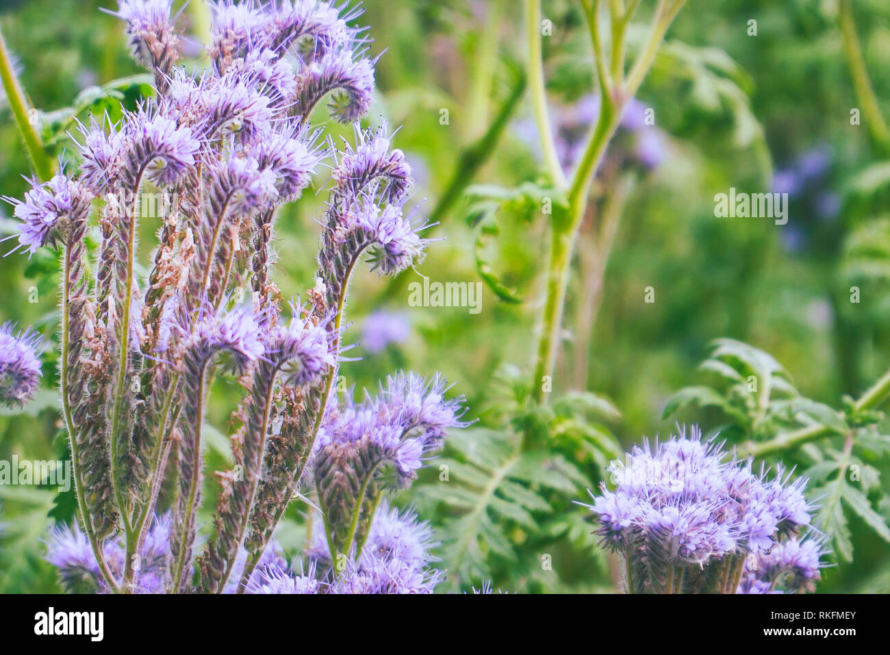 Purple flowers of Phacelia Stock Photo - Alamy